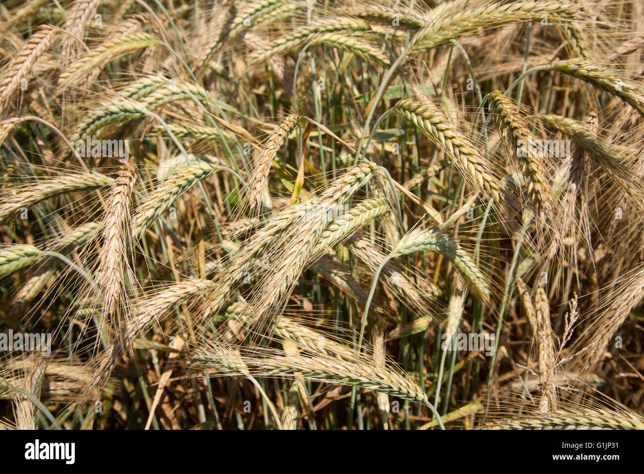 Barley plants hi-res stock photography and images - Alamy