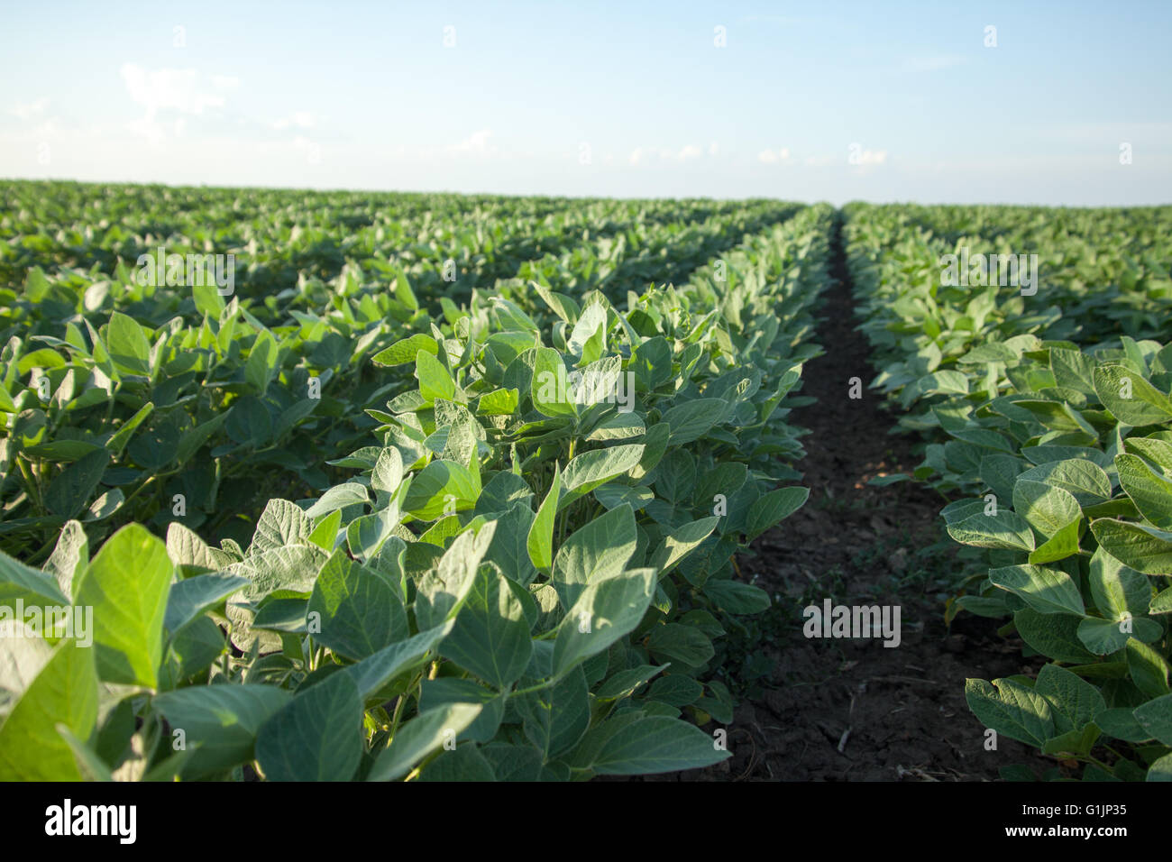 Rows of ripening soybean plants Stock Photo - Alamy