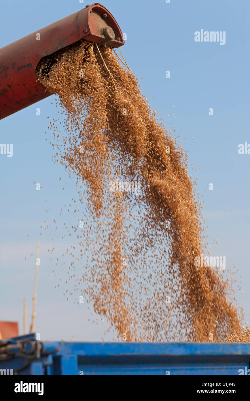 Unloading wheat grains in to tractor trailer Stock Photo - Alamy