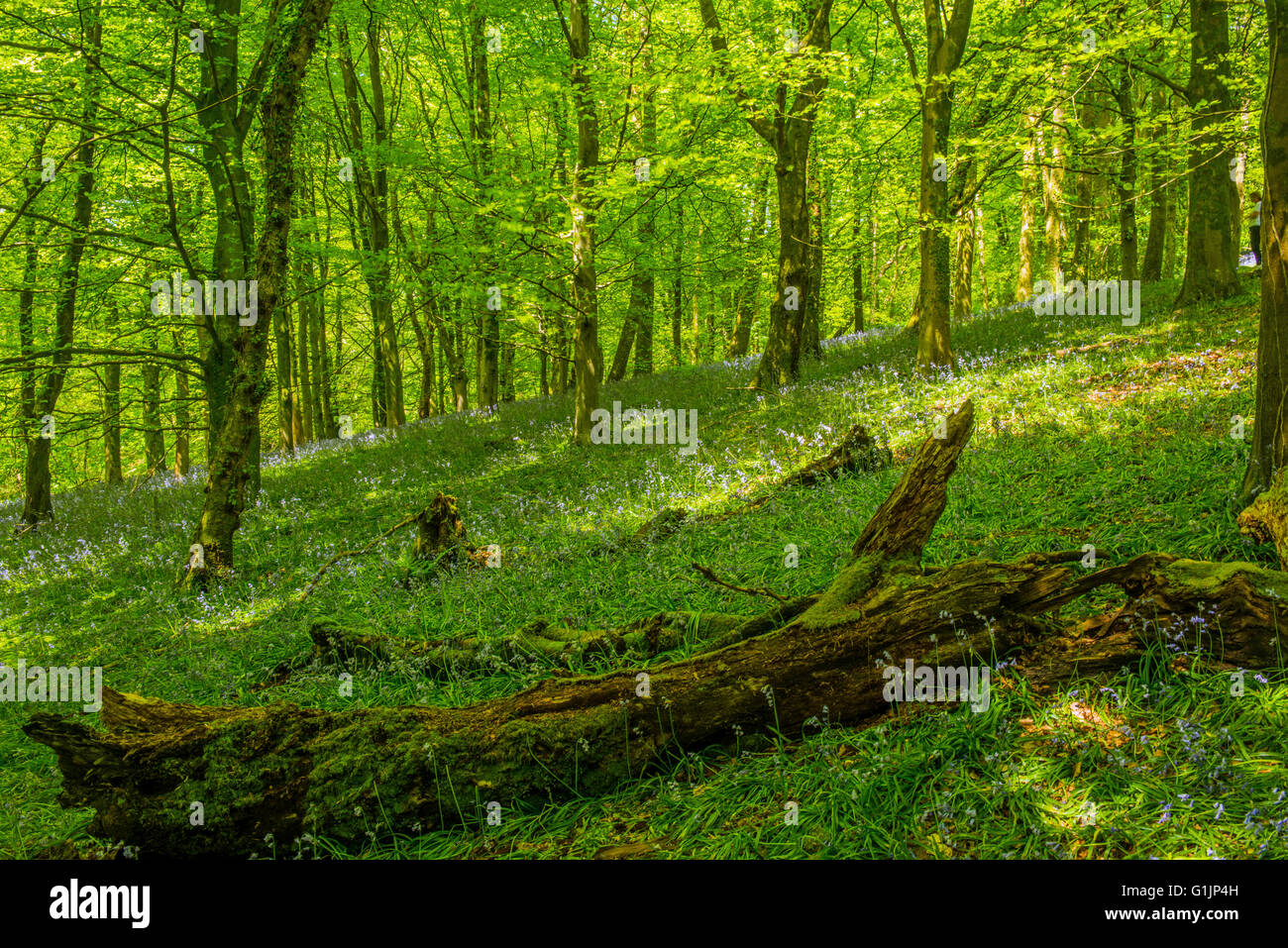Bluebell woodland wales hi-res stock photography and images - Alamy