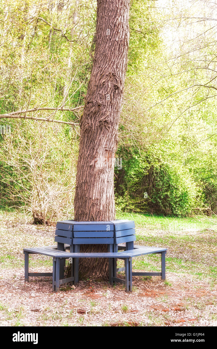 Bench around Oak tree Stem with vegetation behind Stock Photo - Alamy