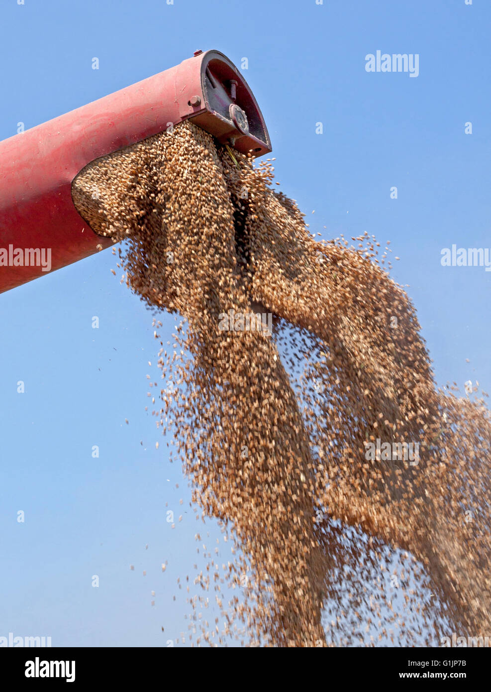 Combine harvester unloads harvested hi-res stock photography and images ...