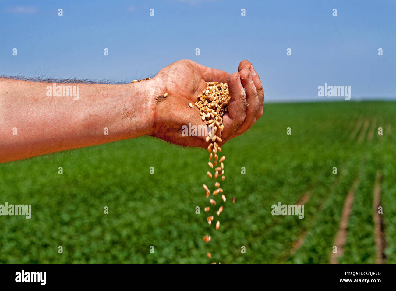 Man spilling food hi-res stock photography and images - Alamy