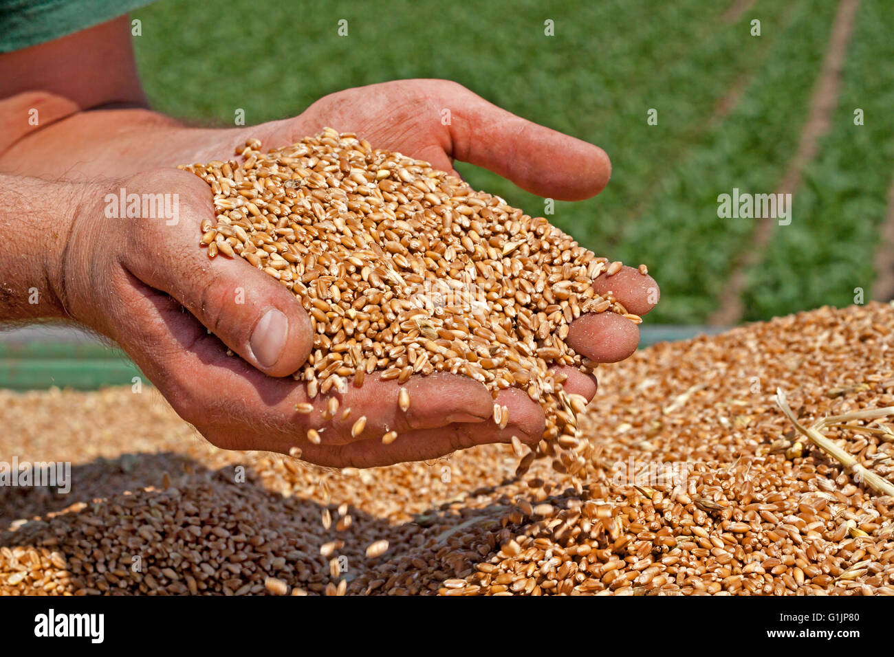Farmers hands holding freshly harvested wheat grains Stock Photo - Alamy