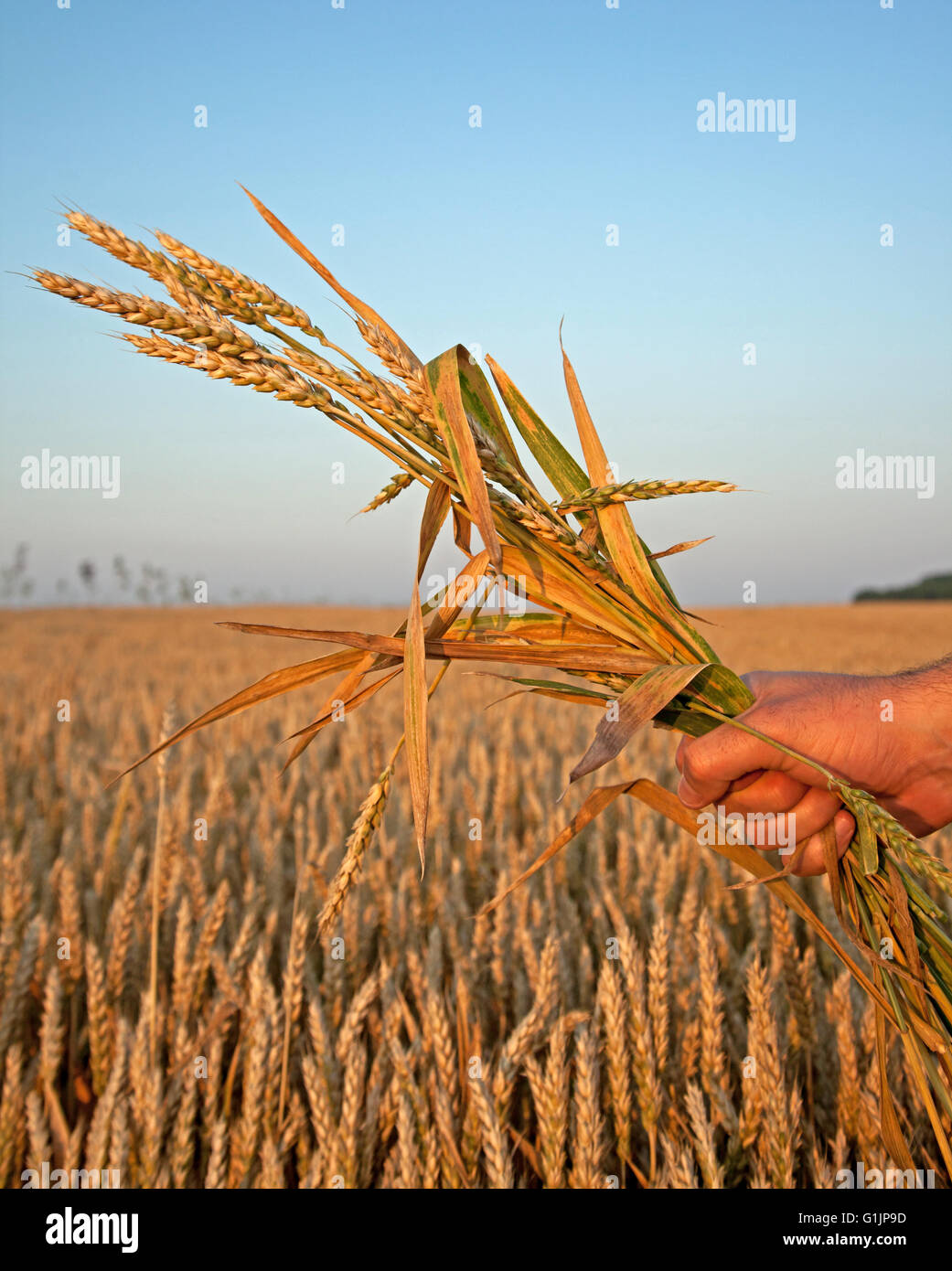Hand holding wheat hi-res stock photography and images - Alamy