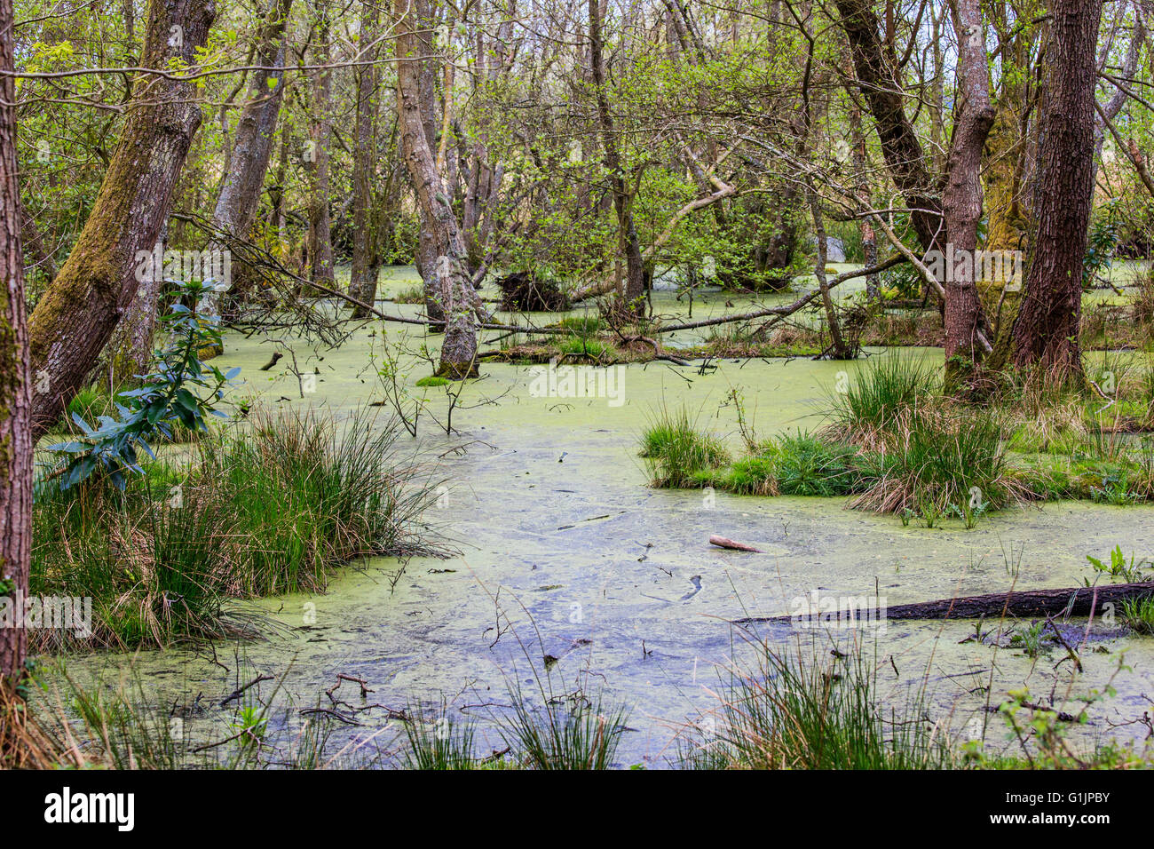 Wood swamp hi-res stock photography and images - Alamy