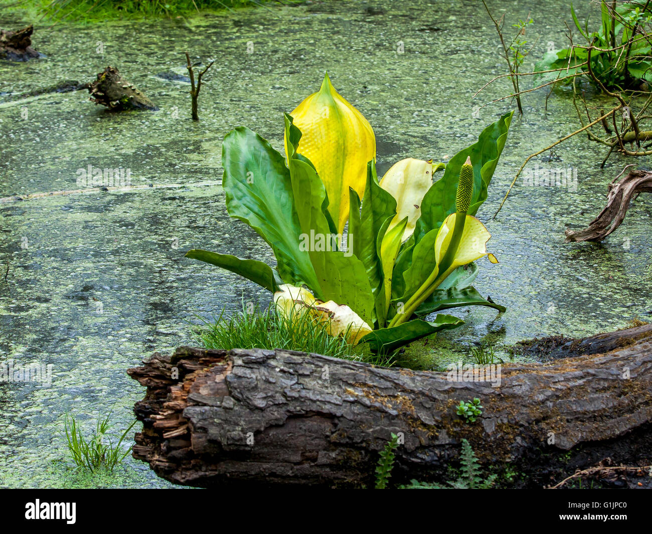 Log swamp marsh hi-res stock photography and images - Alamy