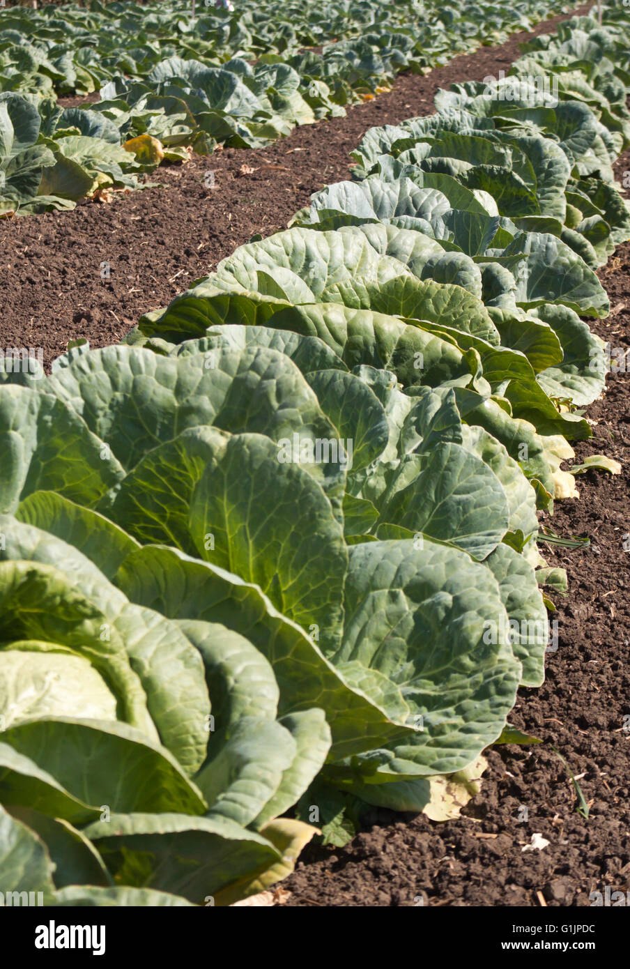 Cabbage plants in rows on field Stock Photo - Alamy