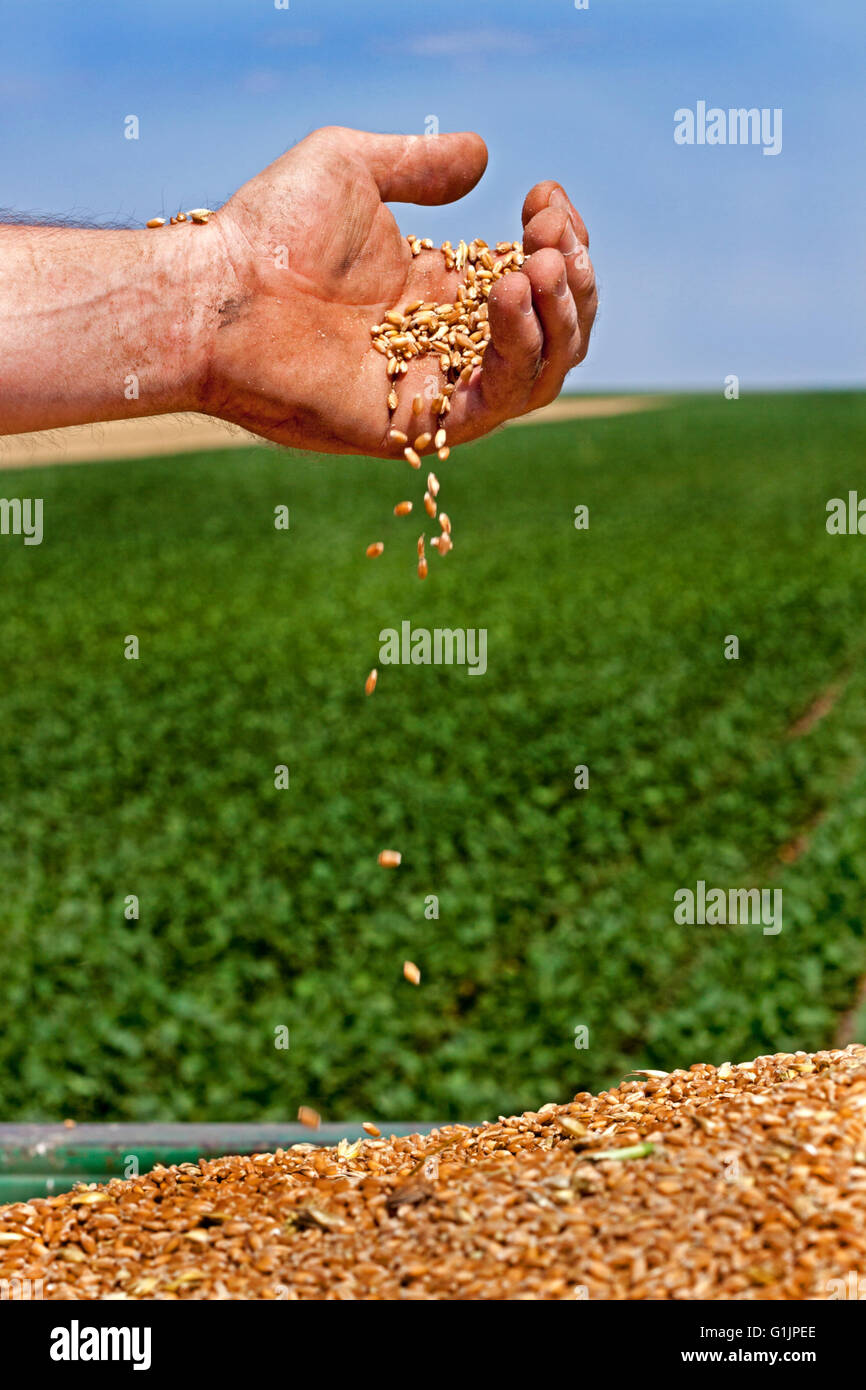 Farmers hand spills wheat grains Stock Photo - Alamy