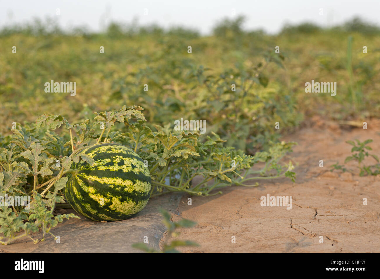 Watermelon field hi-res stock photography and images - Alamy