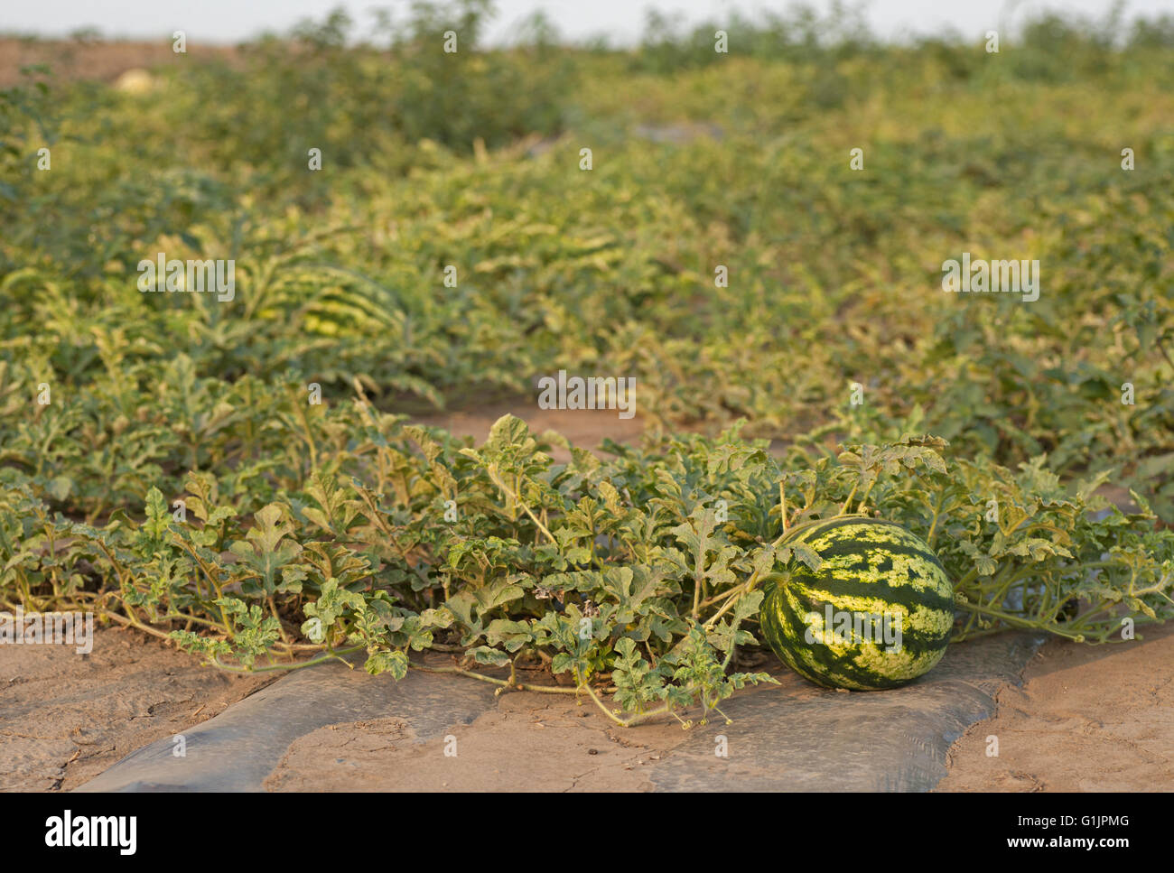 Watermelon field hi-res stock photography and images - Alamy