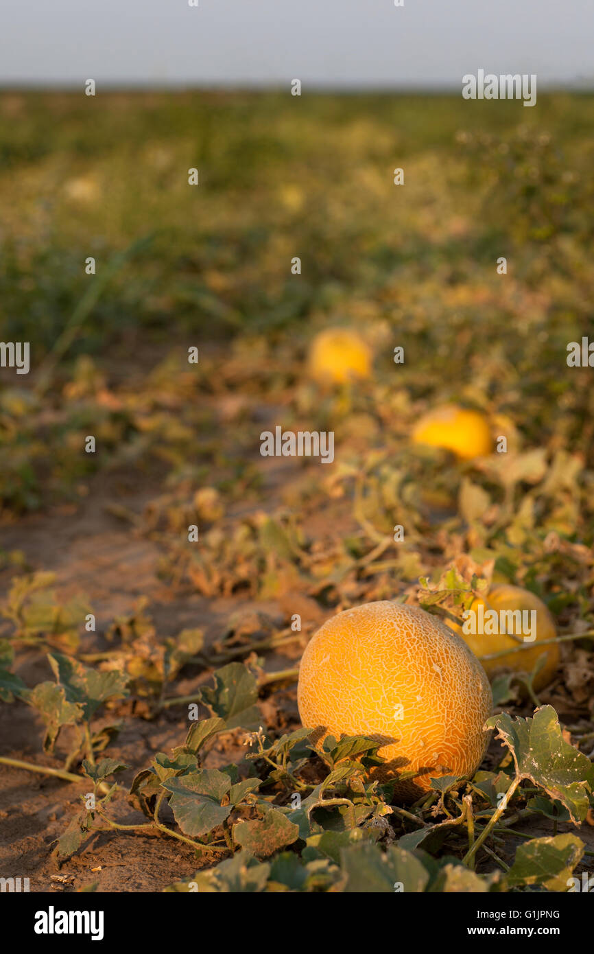 Melon on field Stock Photo - Alamy