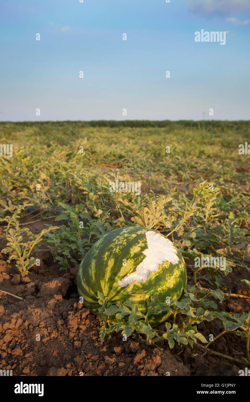 Watermelon with rabbit teeth marks. Agricultural disaster Stock Photo ...