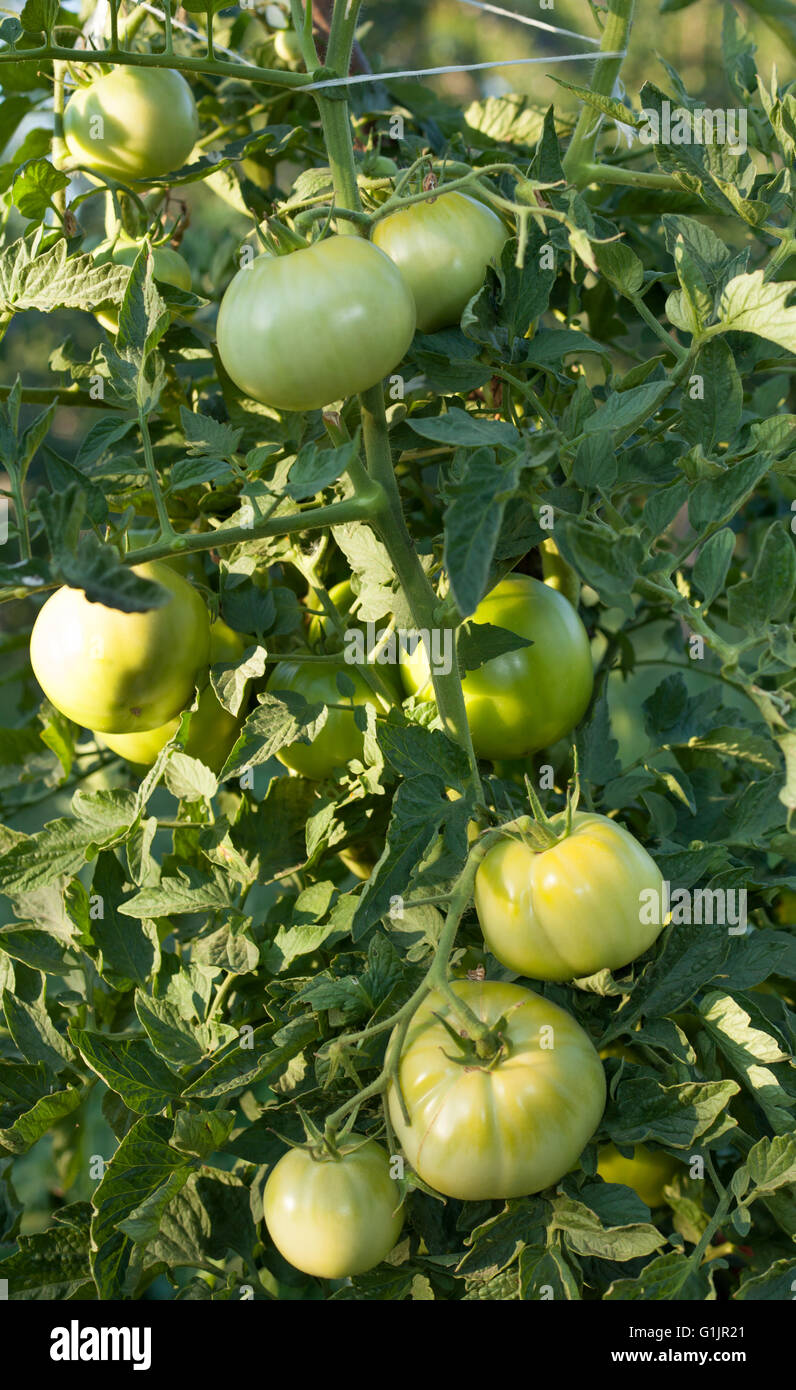 Domestic grown tomatoes ripening in the sunshine Stock Photo - Alamy