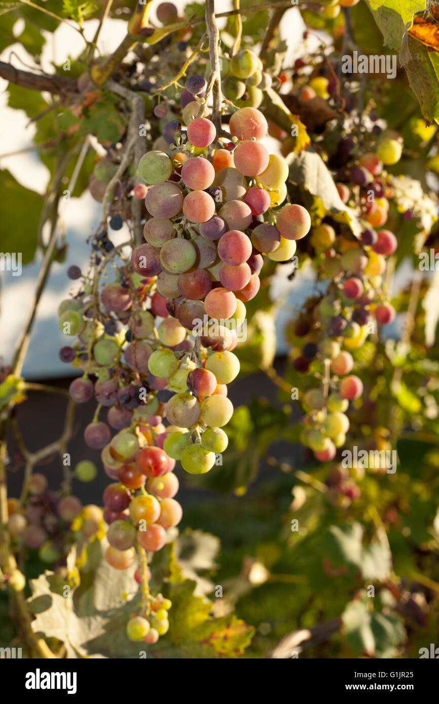 Ripening Red Grapes Glowing on Afternoon Sun Stock Photo - Alamy