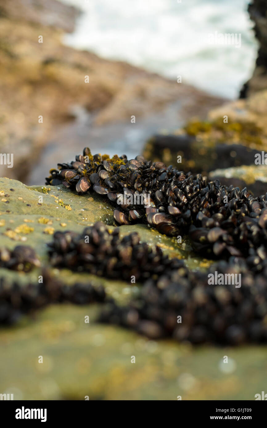 A picture of sea mussels Stock Photo - Alamy