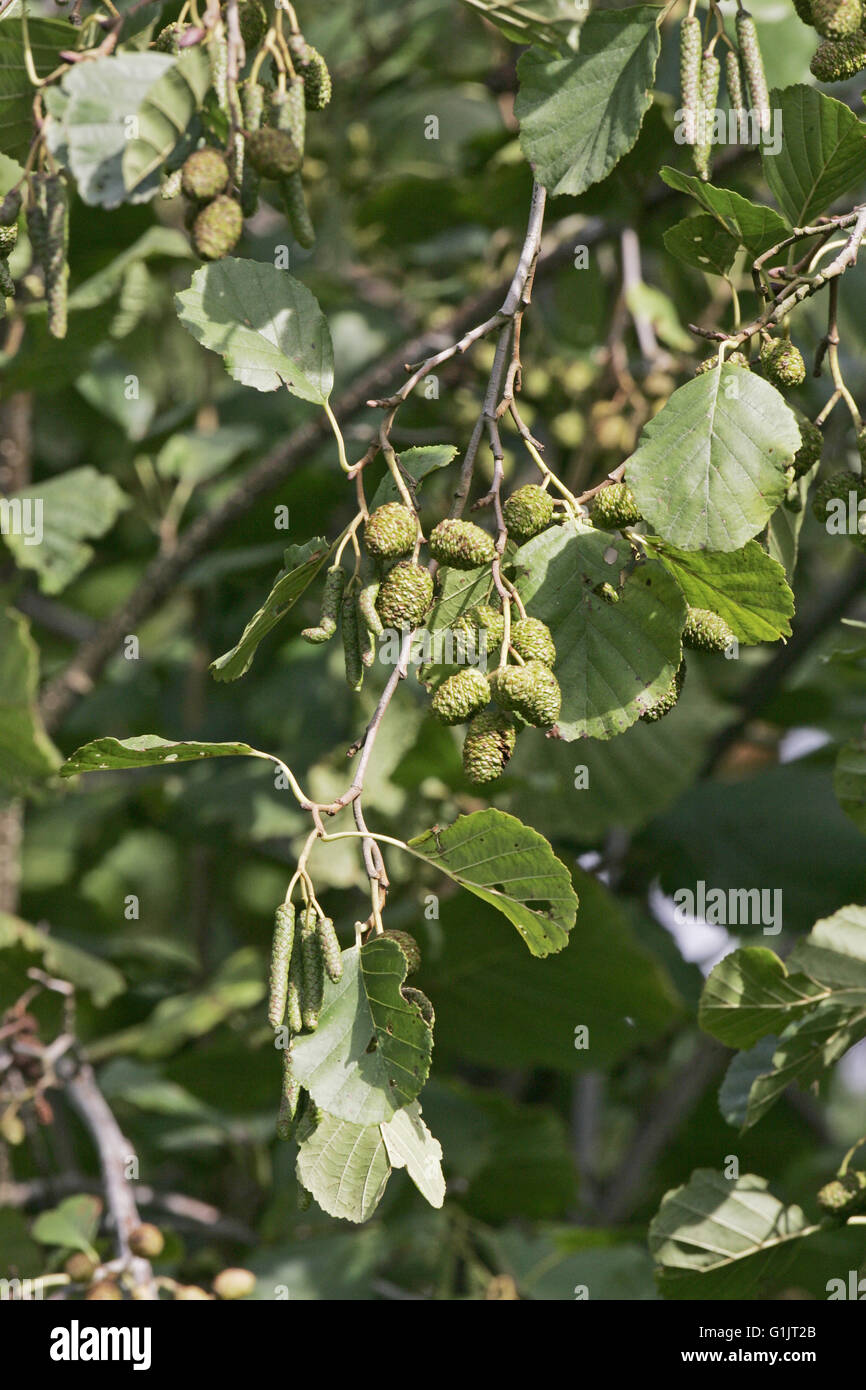 Alnus cones hi-res stock photography and images - Alamy