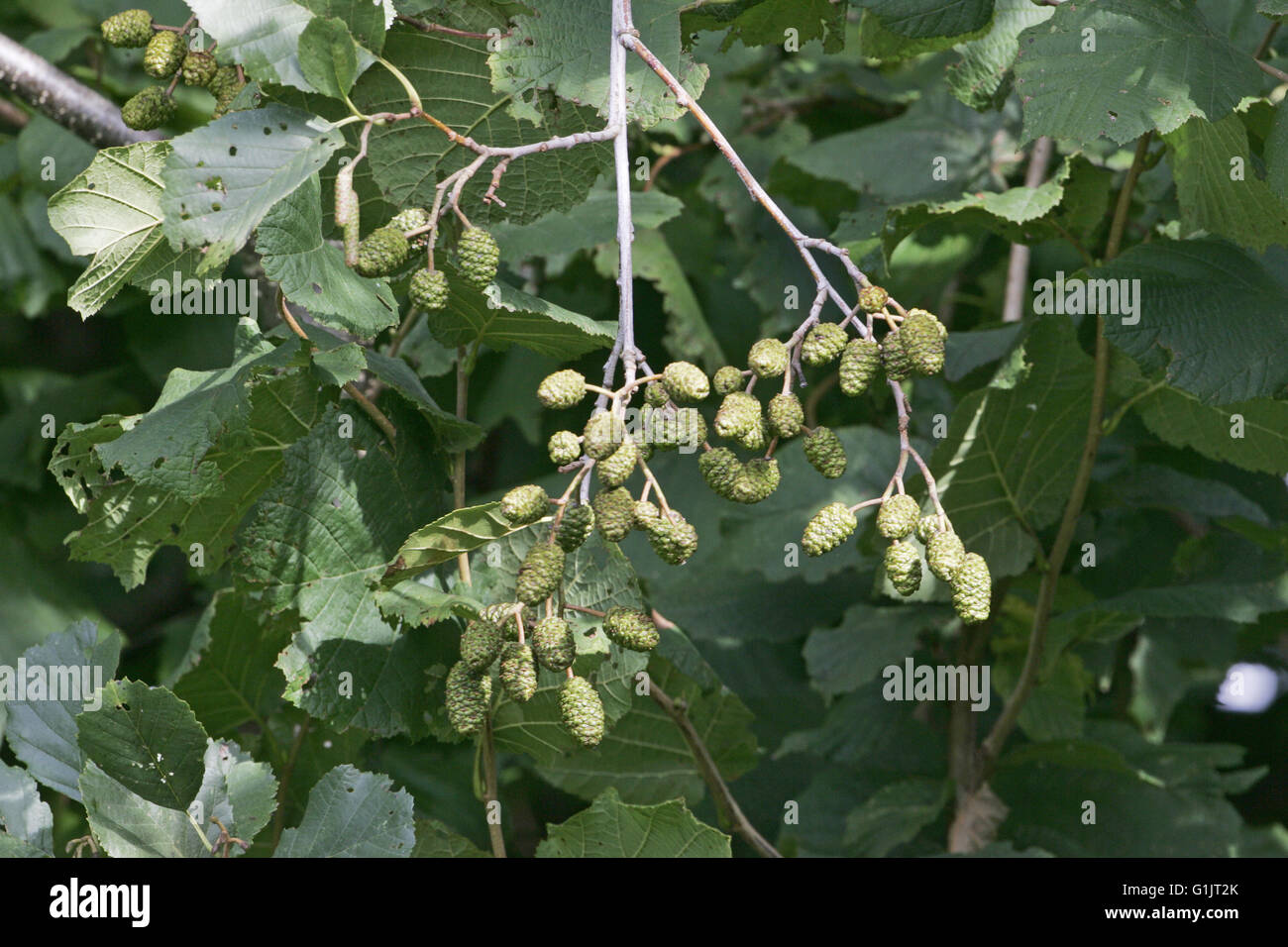 Alnus cones hi-res stock photography and images - Alamy