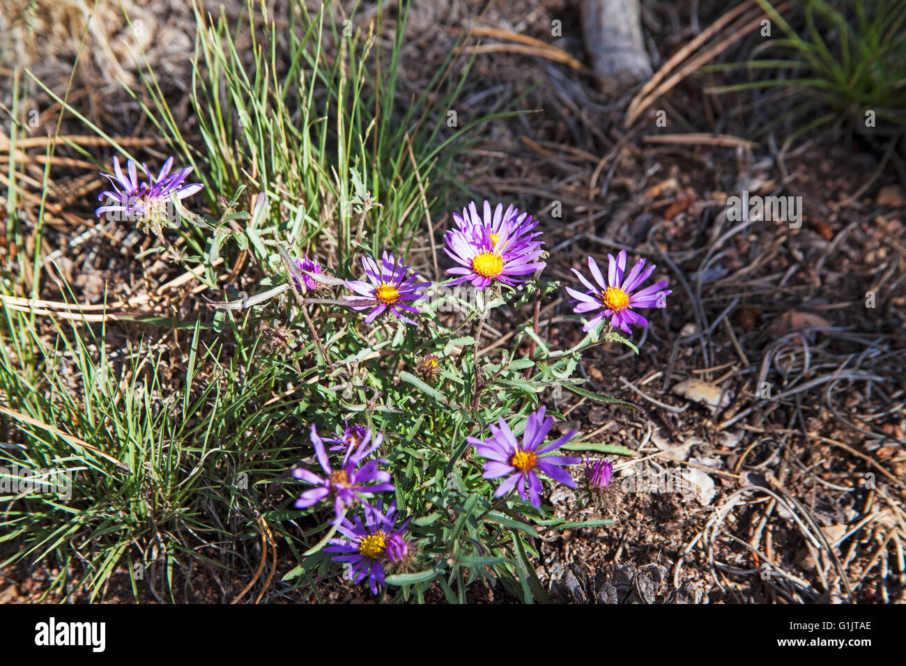 Aster chilensis Rocky Mountain National Park Colorado USA Stock Photo ...