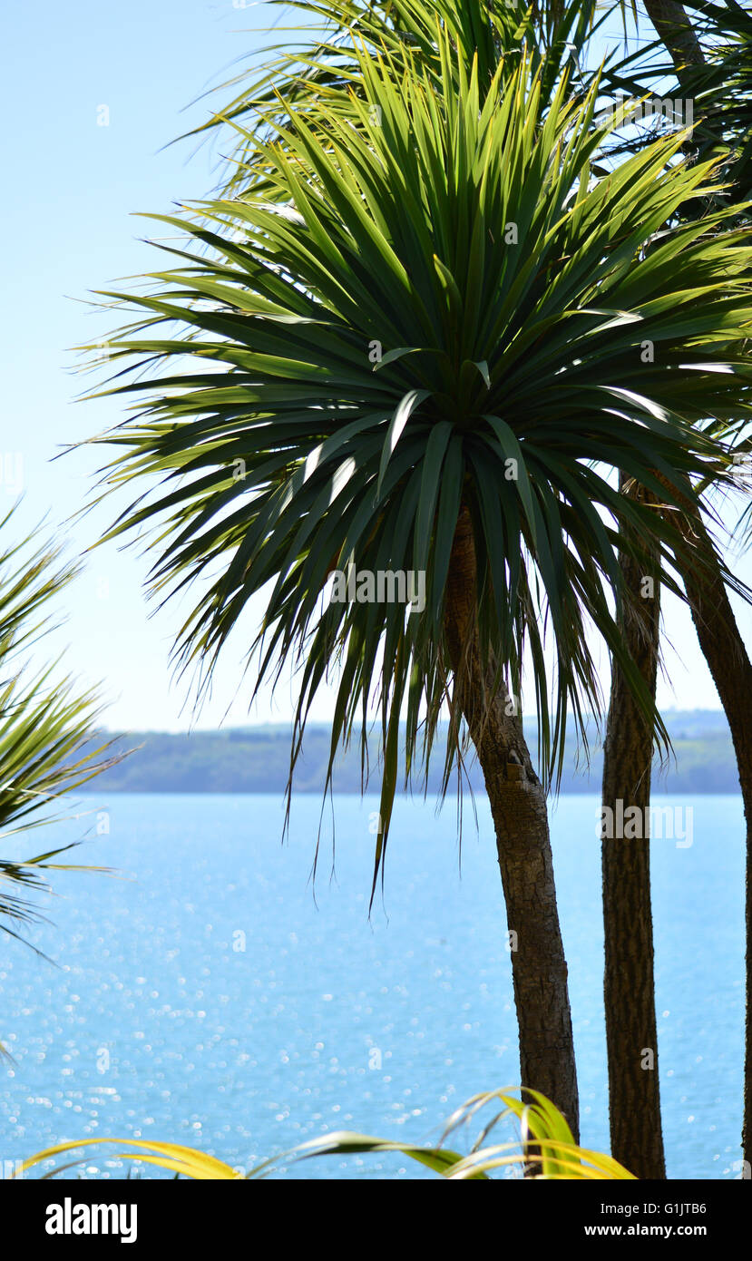 Torbay Palm High Resolution Stock Photography and Images - Alamy