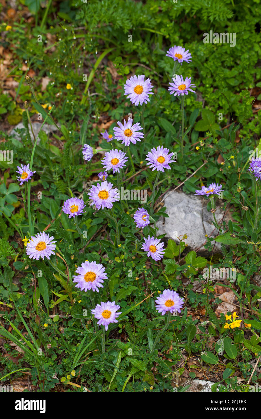 Alpine aster Aster alpinus near the Col du Rousset Vercors Regional ...