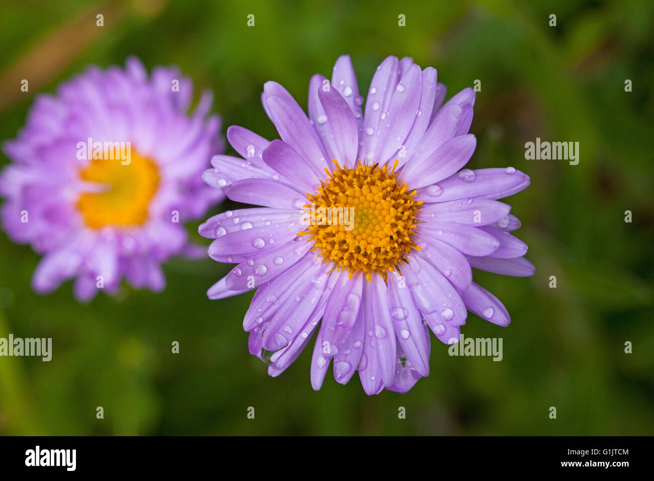 Alpine aster Aster alpinus close-up of flower head near the Col du ...