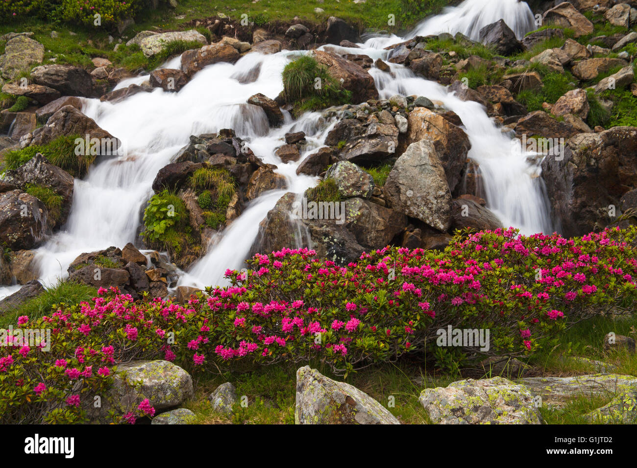 Alpenrose Rhododendron ferrugineum beside the Stream of Cot Gedre near ...