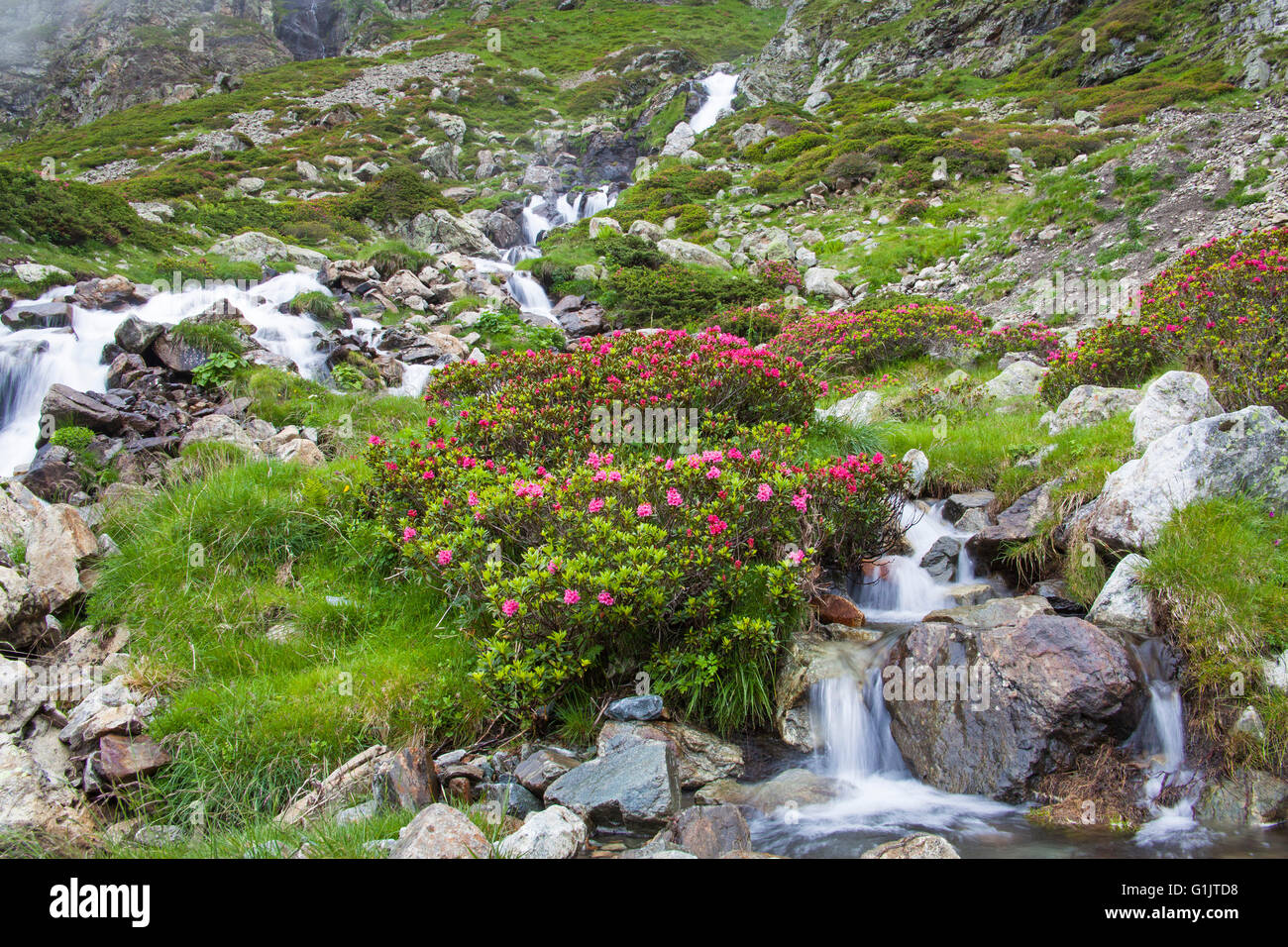Alpenrose Rhododendron ferrugineum beside the Stream of Cot Gedre near ...