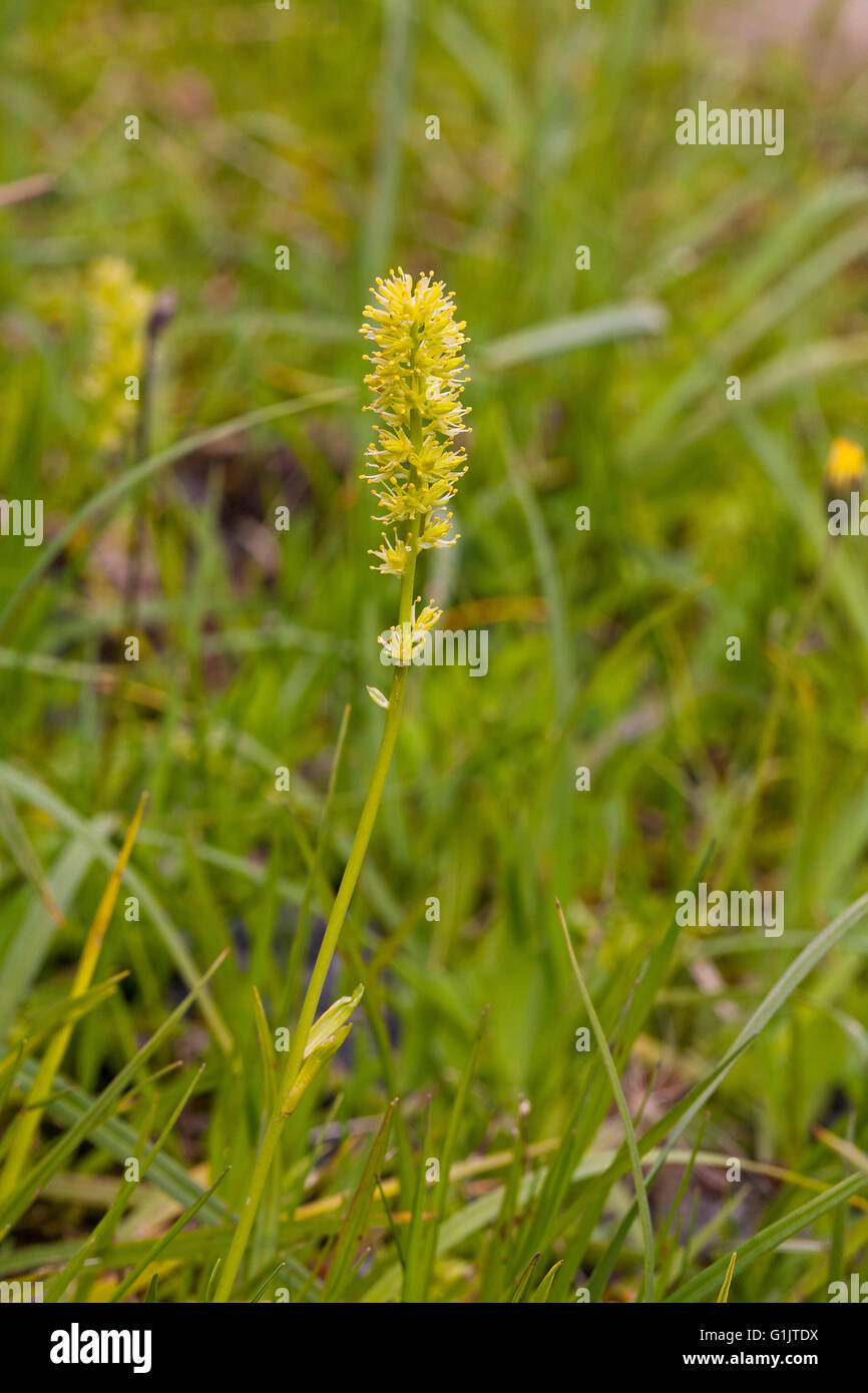 Tofield's asphodel Tofieldia calyculata growing on roadside bank near ...