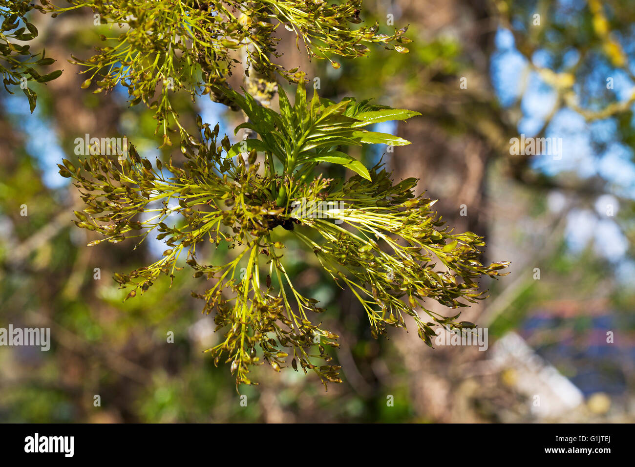Common ash Fraxinus excelsior showing new leaves and flowers Ringwood ...