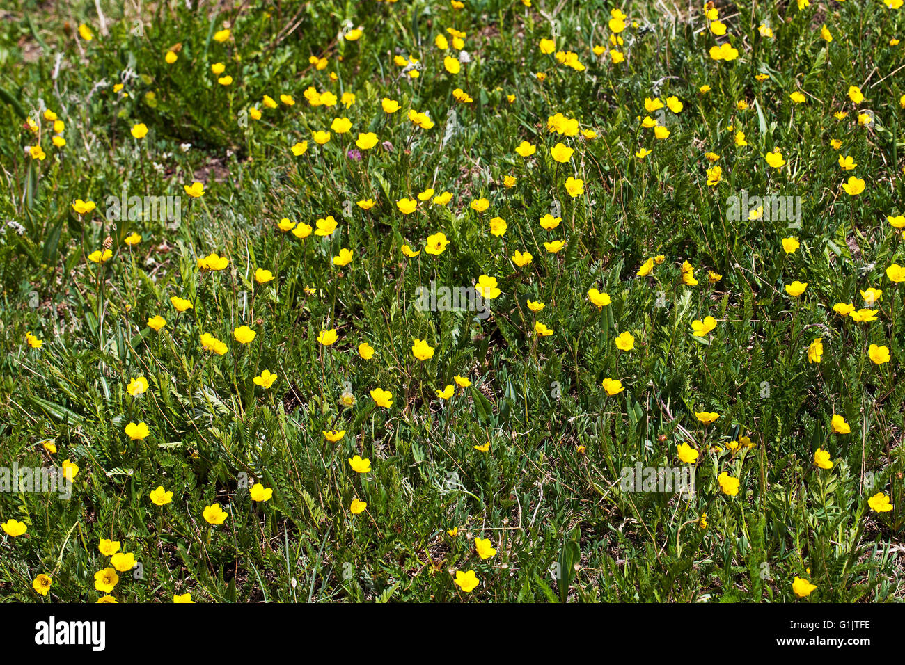 Yellow mountain avens Dryas drummondii Rocky Mountain National Park ...