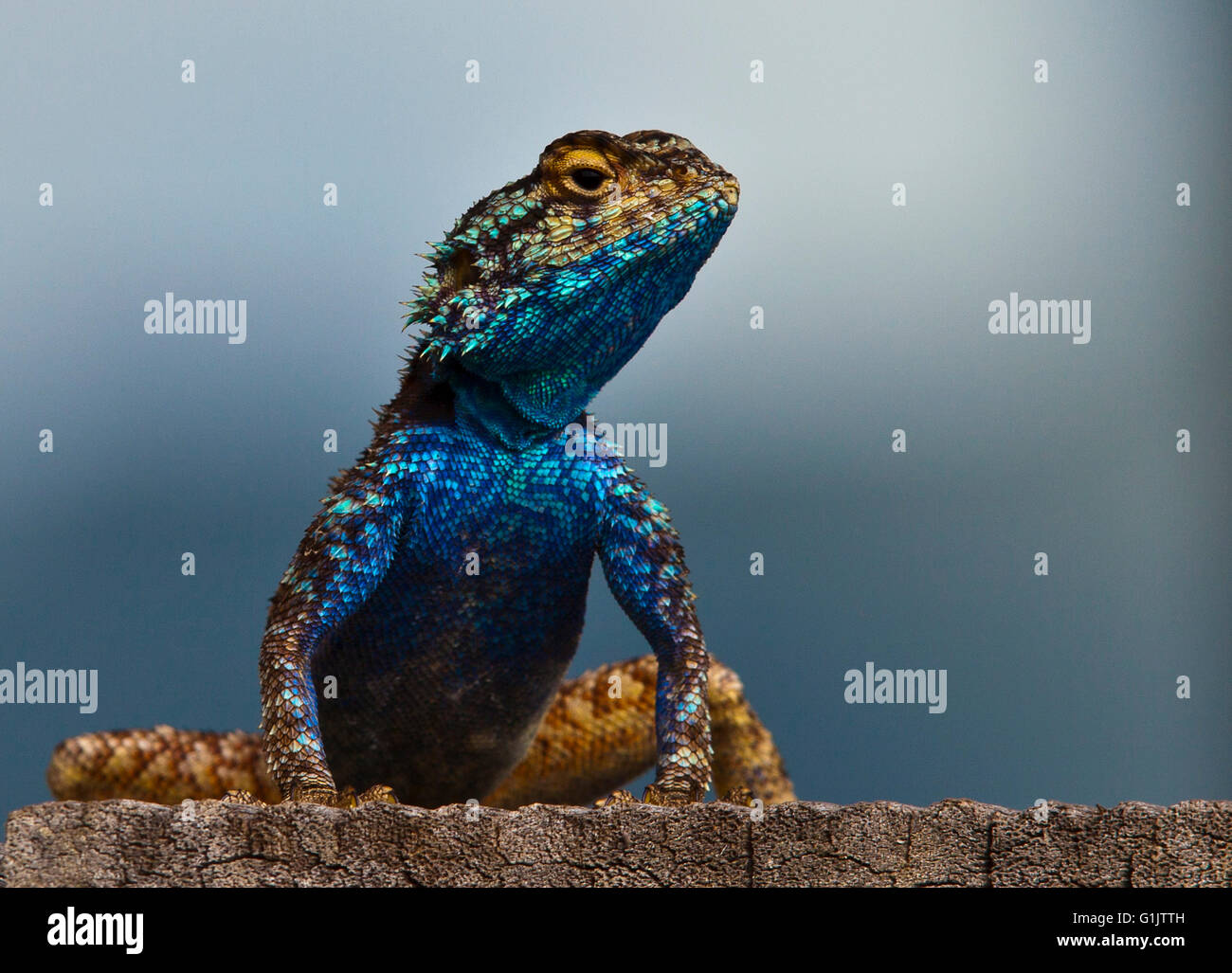 Acanthocercus Atricollis, Blue Headed Tree Agama, Southern Tree Agama ...