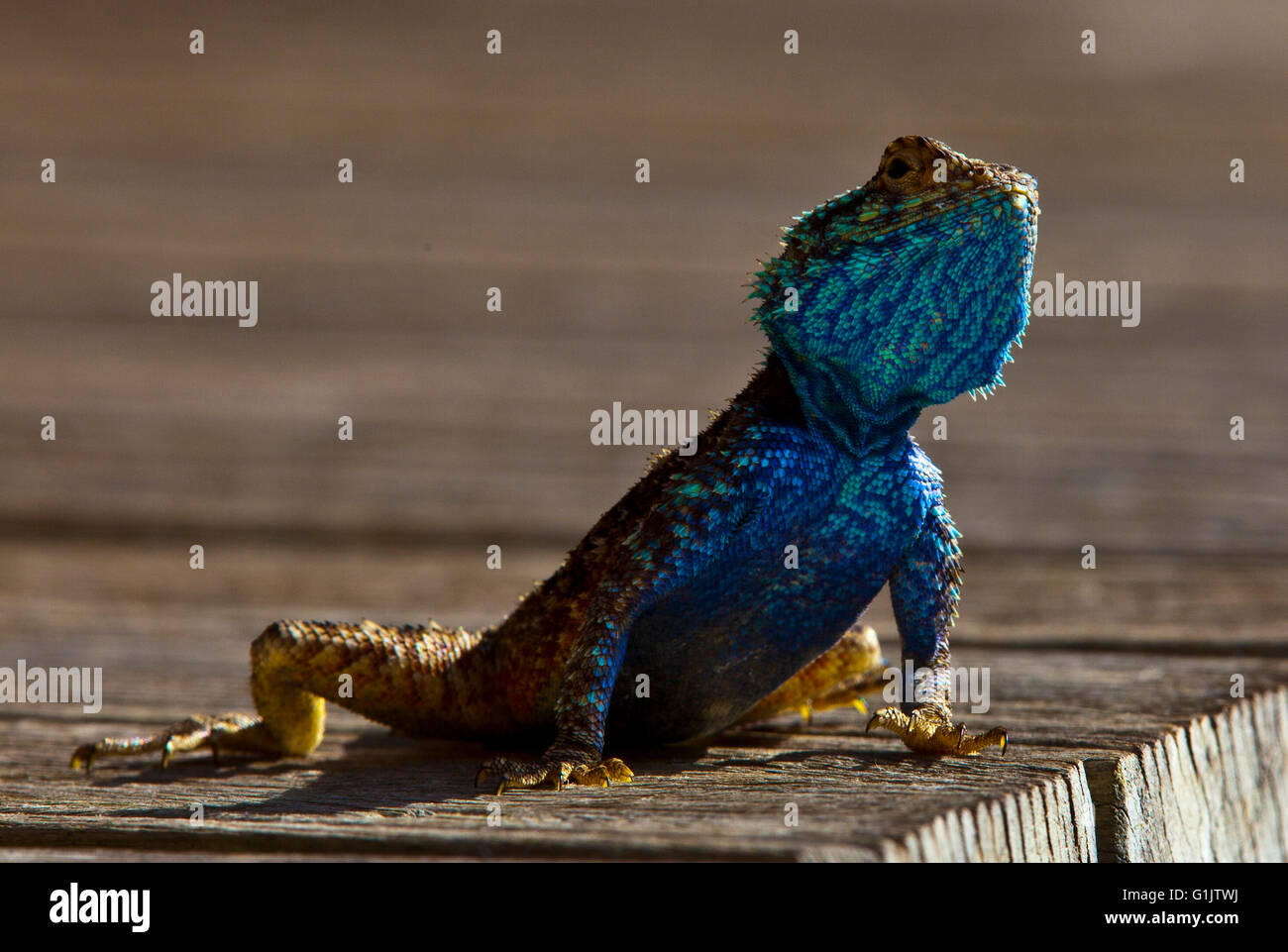 Acanthocercus Atricollis, Blue Headed Tree Agama, Southern Tree Agama ...