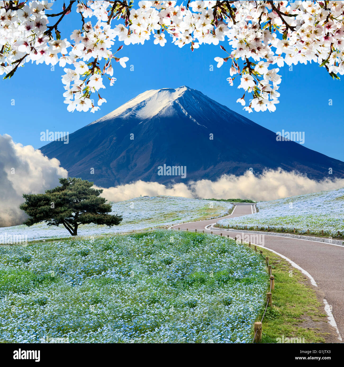 The imageing of Mountain, Tree and Nemophila at Hitachi Seaside Park in ...