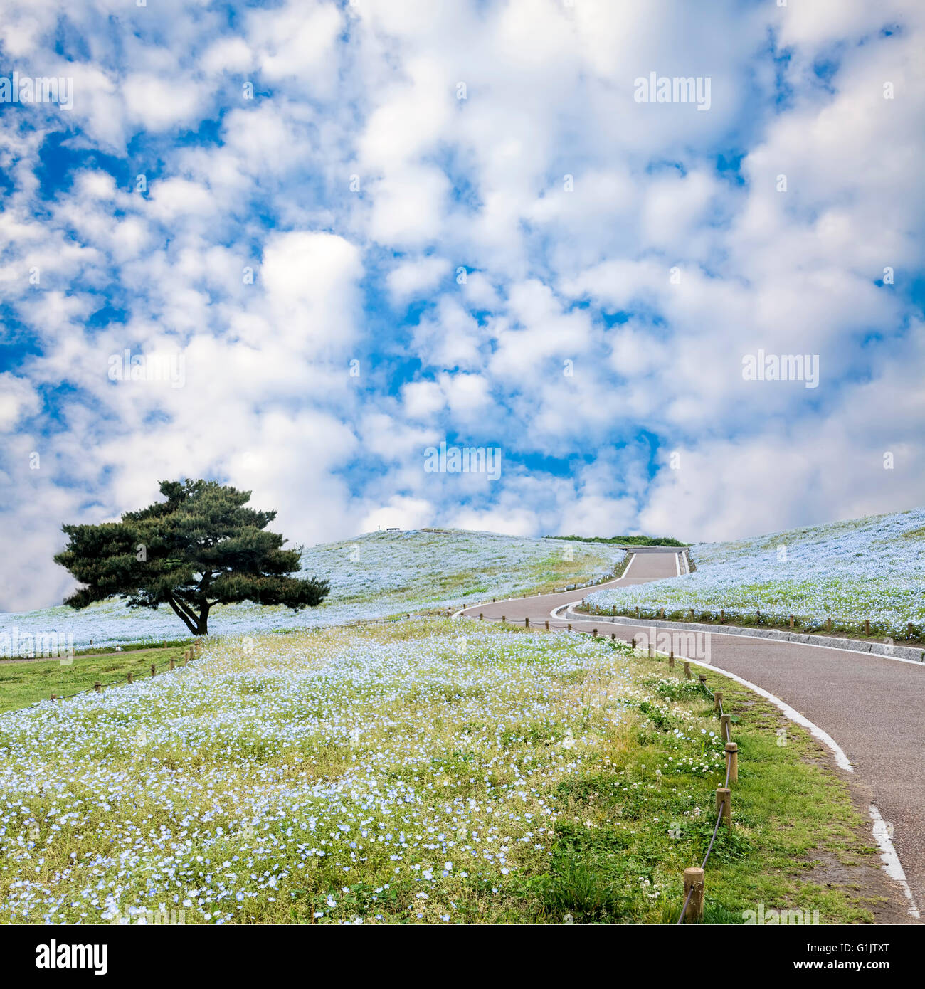 The imageing of Mountain, Tree and Nemophila at Hitachi Seaside Park in ...