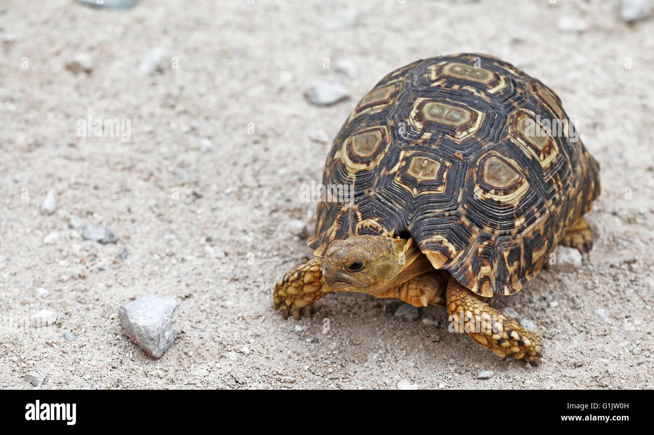 Leopard tortoise, Stigmochelys pardalis, Namibia Stock Photo - Alamy