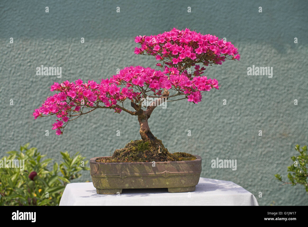 Flowering azalea bonsai hi-res stock photography and images - Alamy
