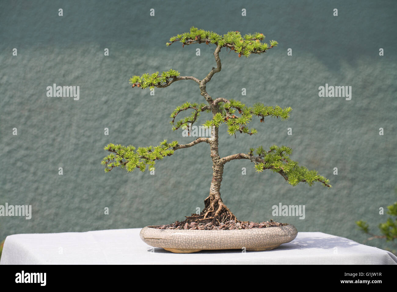Bonsai species hi-res stock photography and images - Alamy