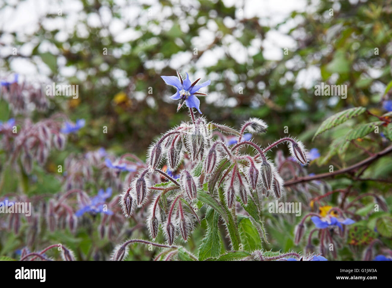 Borage Borago officinalis growing on roadside near the Etang d'Urbino ...