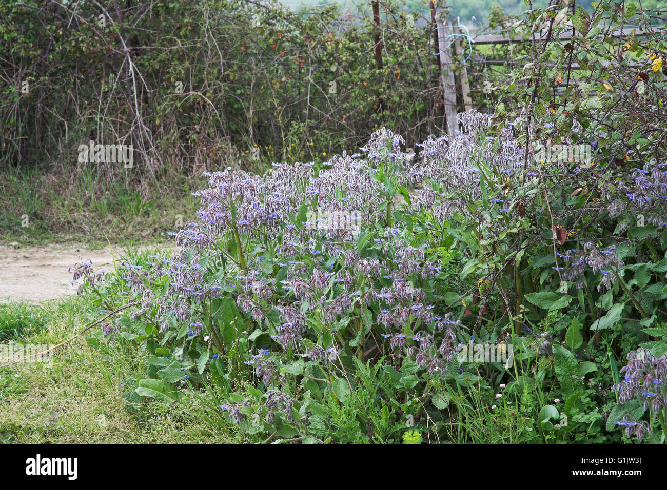 Borage Borago officinalis growing on roadside near the Etang d'Urbino ...