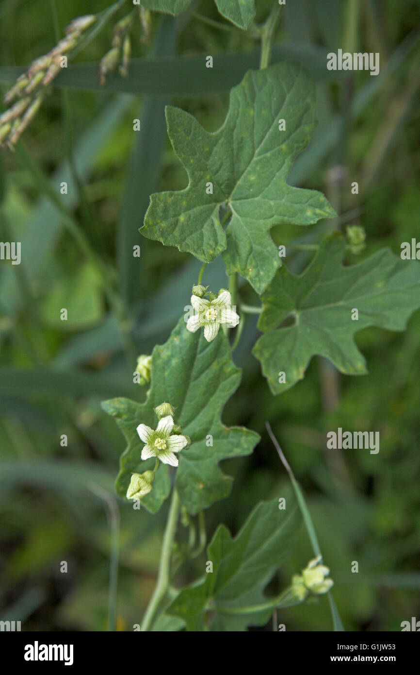 White bryony bryonia dioica hi-res stock photography and images - Alamy