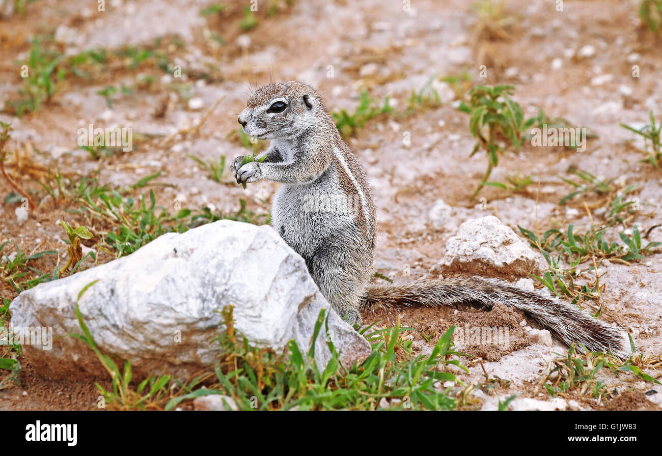 african ground squirrel, wildlife Stock Photo - Alamy