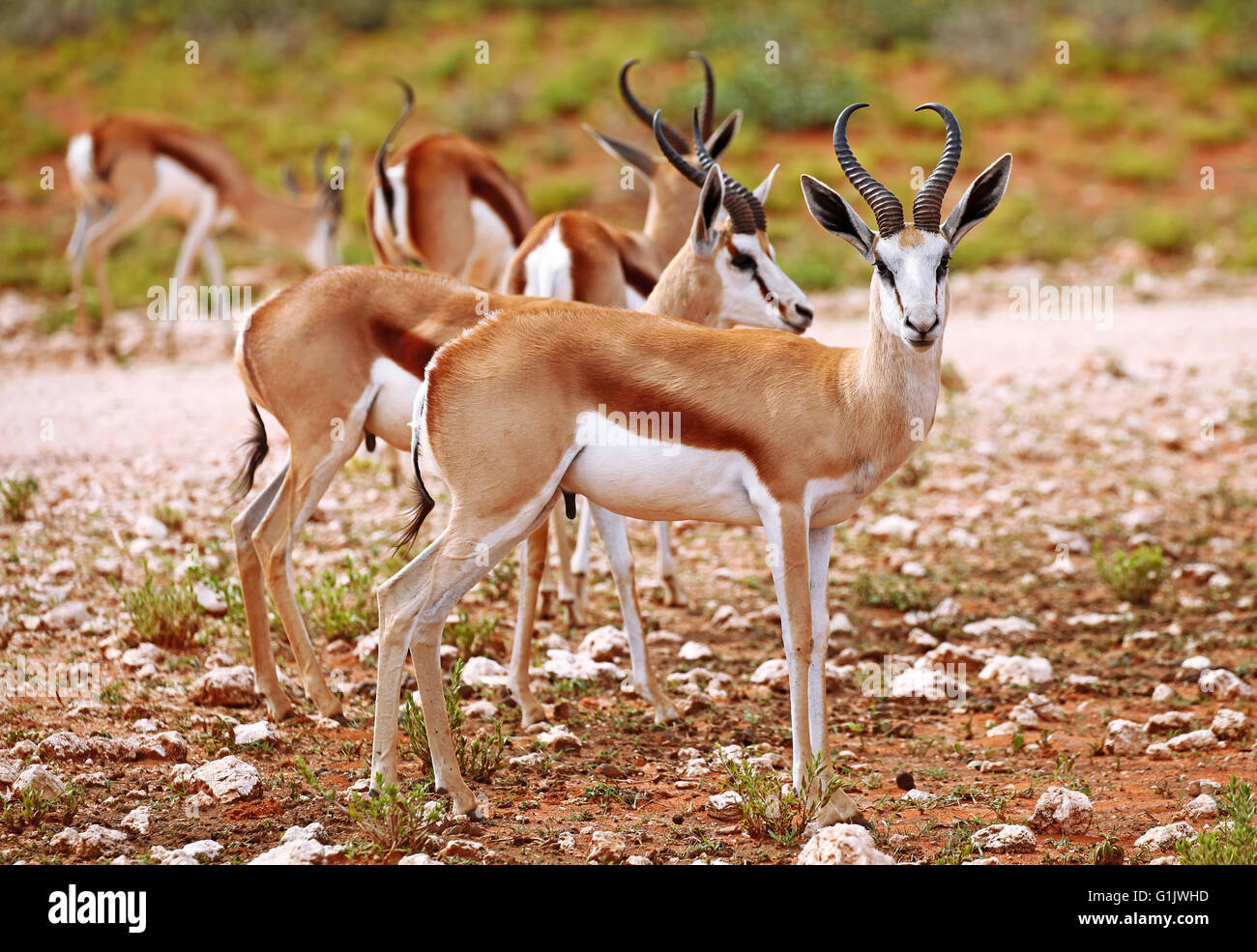 Gazellen gazelle hi-res stock photography and images - Alamy