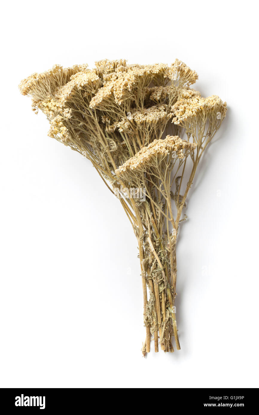 Bouquet of dried flowers yarrow on white background. The yarrow is ...