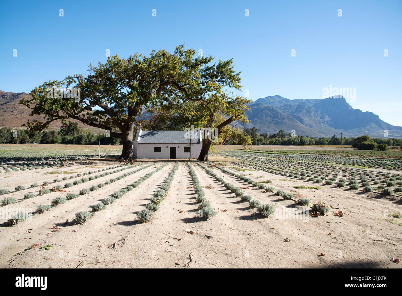 African oak tree hi-res stock photography and images - Alamy
