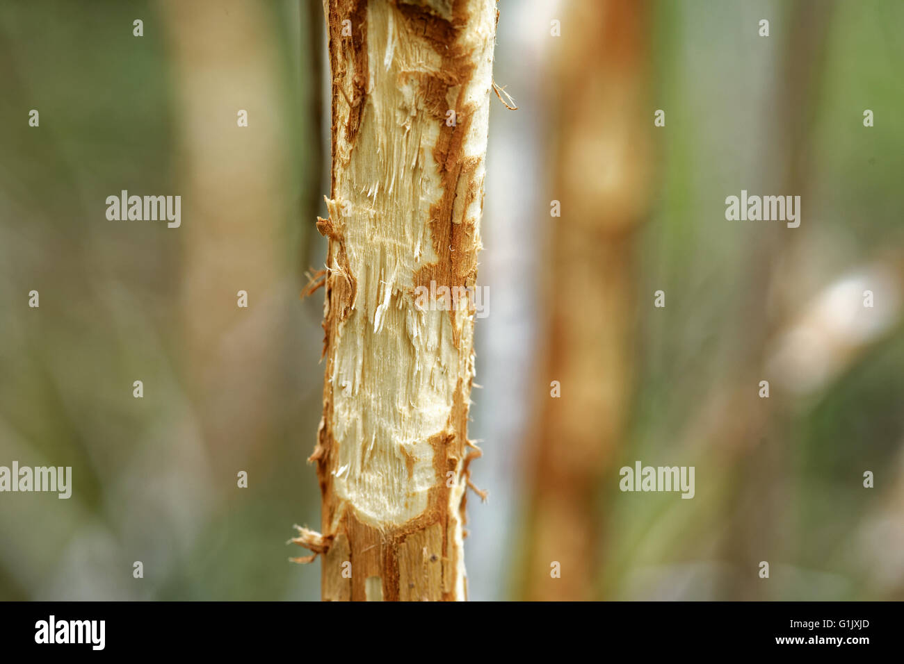 Elk damage hi-res stock photography and images - Alamy