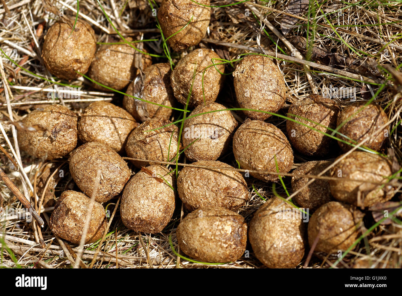 Excrements of elk (Alces alces), the largest extant species in the deer ...