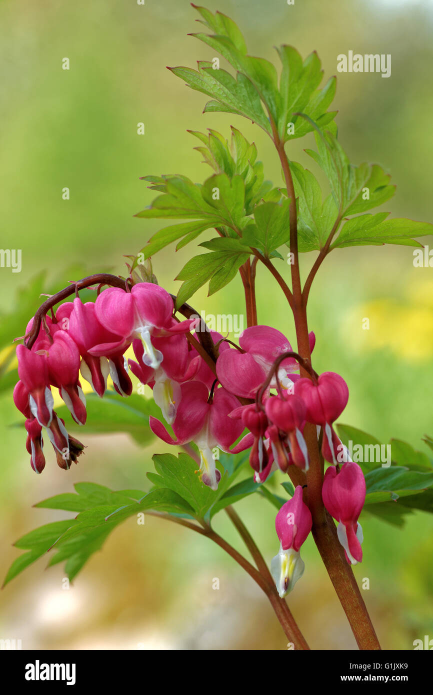 Finely Divided Leaves High Resolution Stock Photography and Images - Alamy