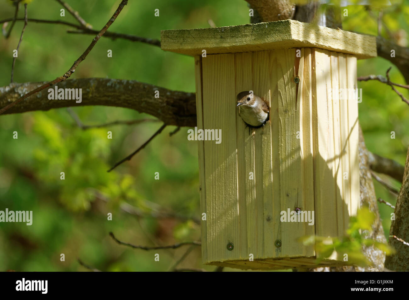 Pied flycatcher nest hi-res stock photography and images - Alamy