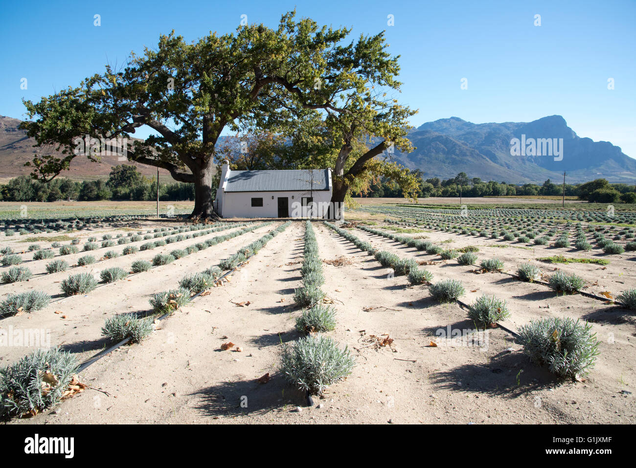 African oak tree hi-res stock photography and images - Alamy